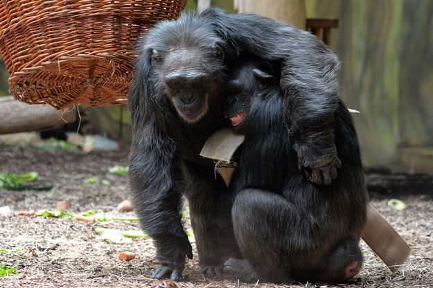 Kurioses Video: Affe wirft mit Steinen nach Zoo-Besuchern | RPR1.