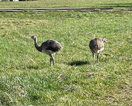 Emus auf Abwegen | Radio Regenbogen