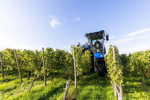 Trotz Dürre: Winzer konnten Weinproduktion steigern | RPR1.