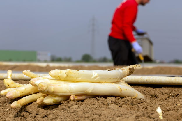 Ein Feiertag für den deutschen Spargel | RPR1.