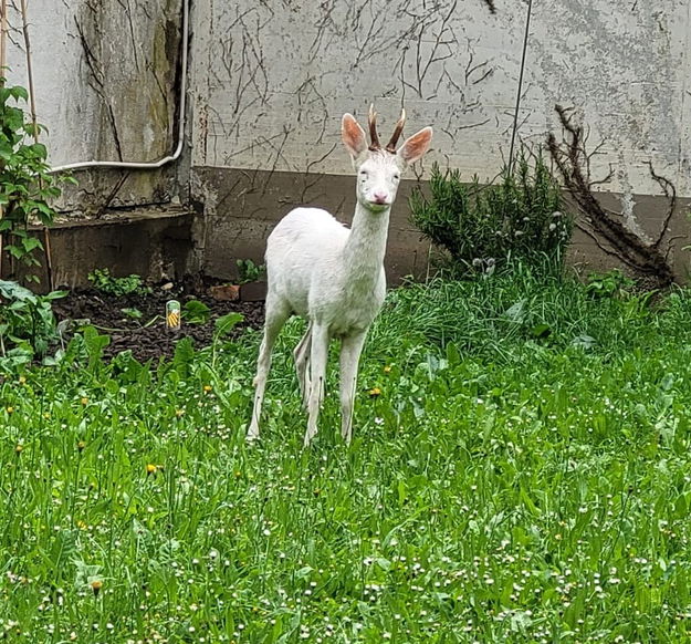 Seltener weißer Rehbock in Lörrach aufgetaucht | Radio Regenbogen