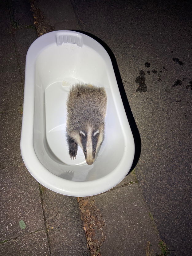 Dachs mit Wäschekorb gerettet | RPR1.